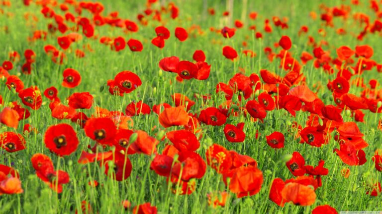 Walking In The Iron Wood » Daily Poem: Poppies in July ~ Sylvia Plath